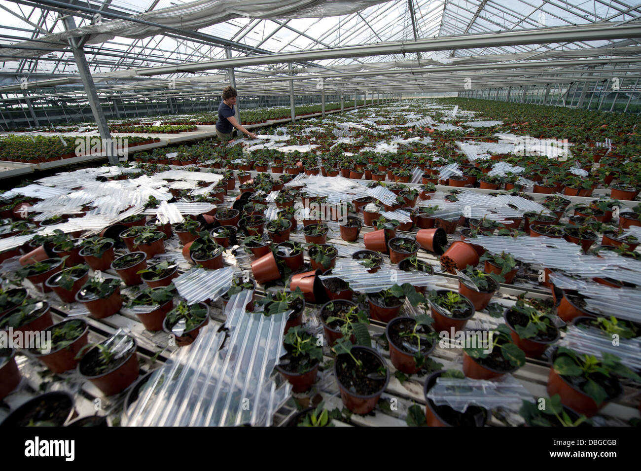 A woman stands in a greenhouse damaged in a storm in Degerschlacht ...