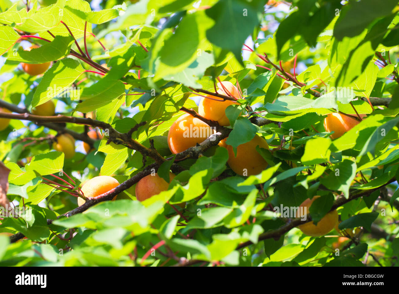 Apricot ripe tree hi-res stock photography and images - Alamy