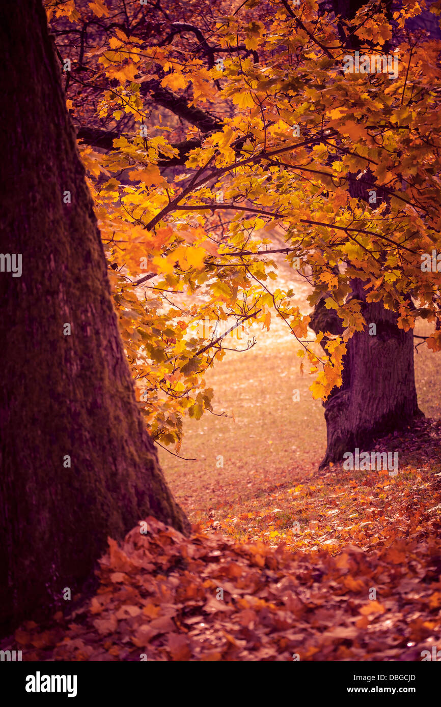 Old park in fall. Germany, Europe Stock Photo - Alamy