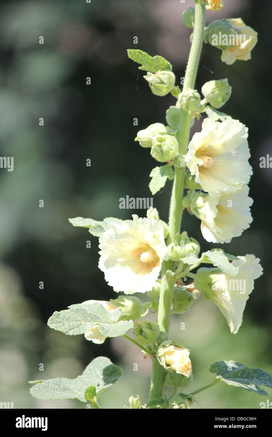 Alcea, commonly known as hollyhocks. They are native to Asia and Europe ...