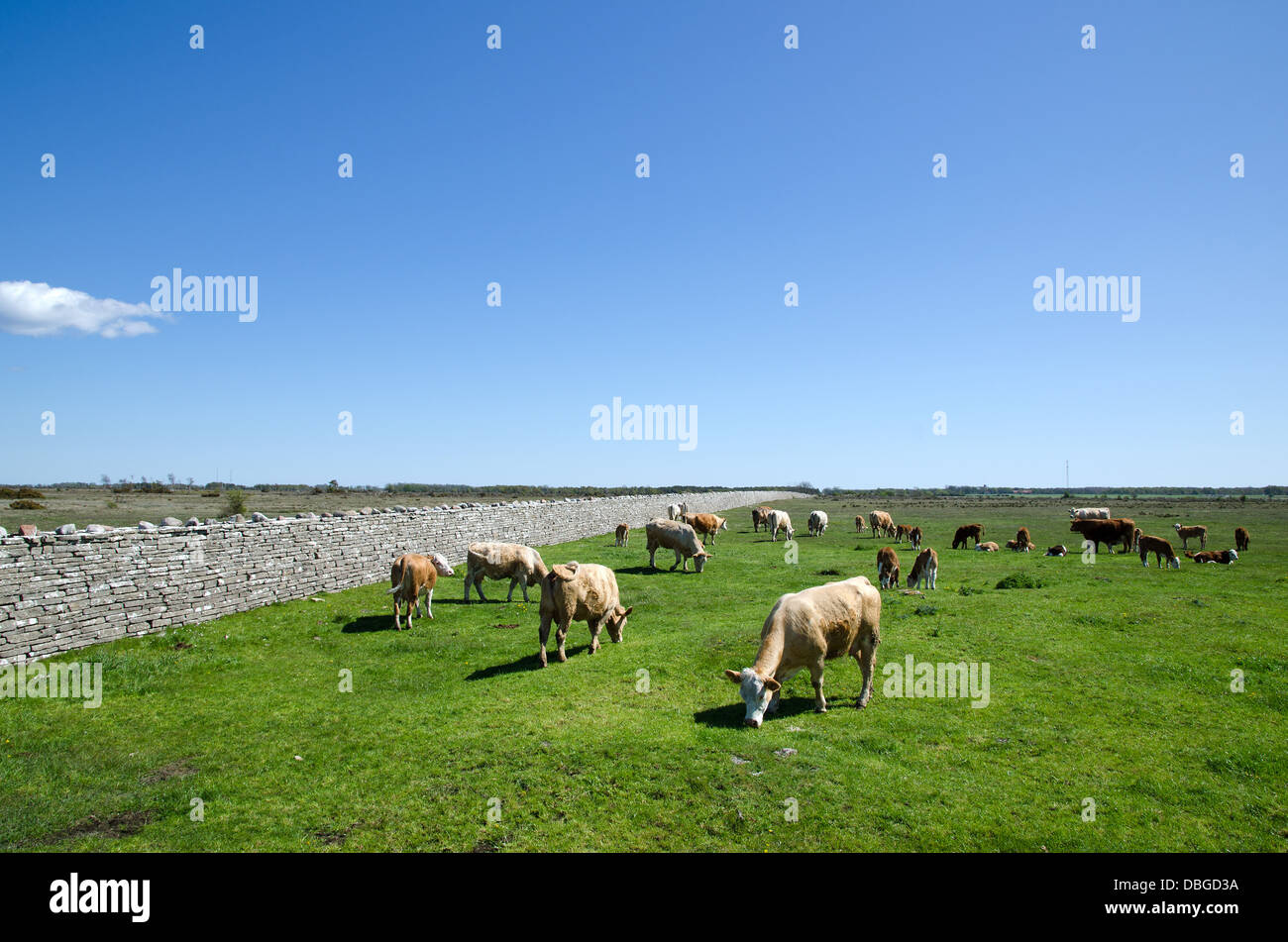 Nordic cattle hi-res stock photography and images - Alamy