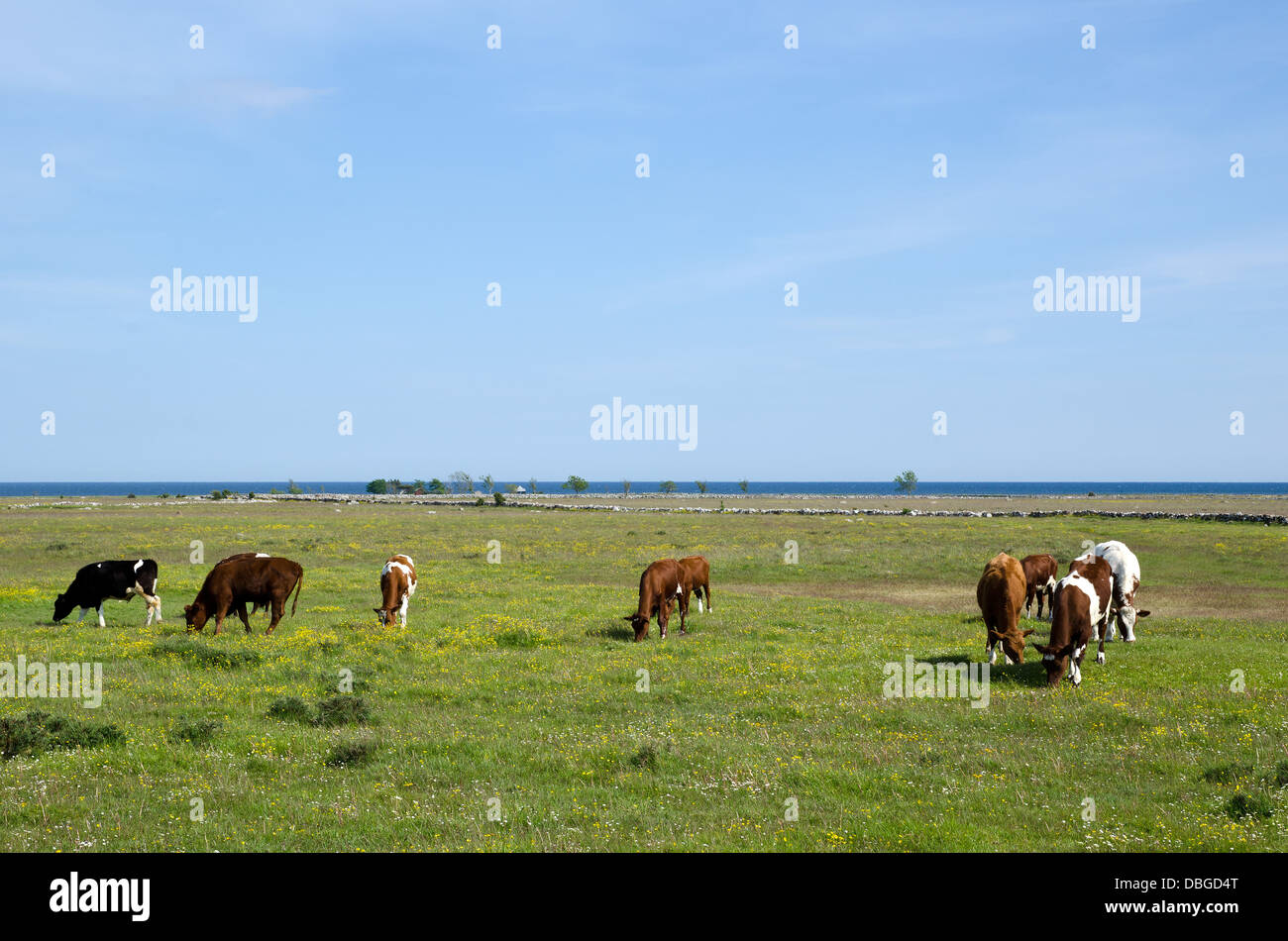 Grazing cow cows hi-res stock photography and images - Alamy