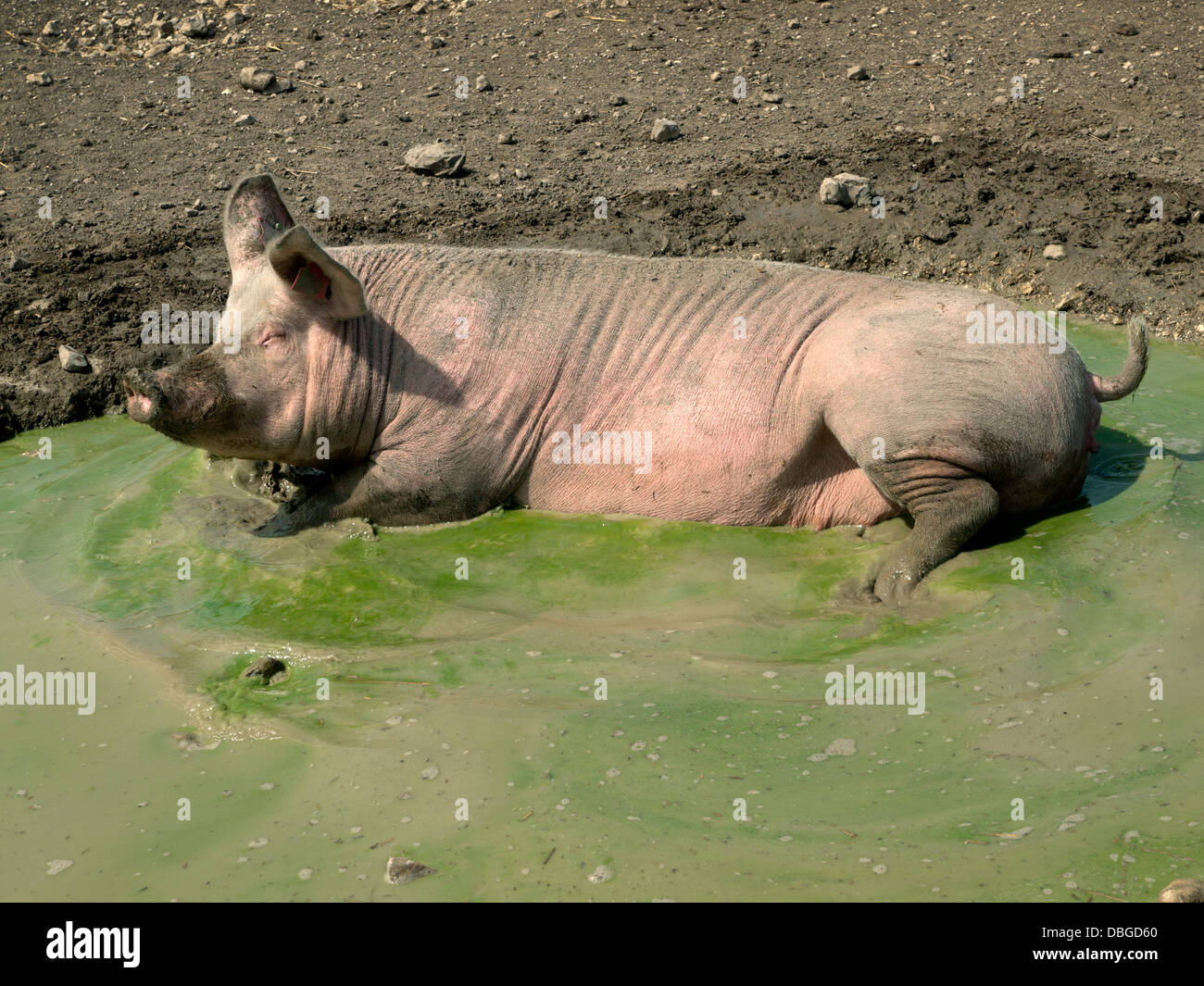 Pigs lying around on a hot day in the English countryside Stock Photo ...