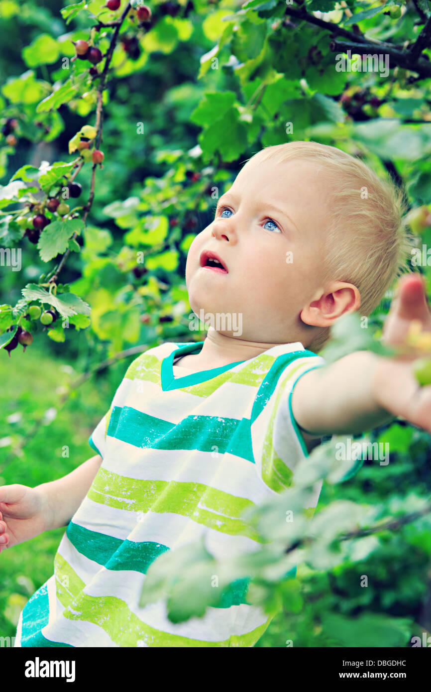 little boy eating currant berries in the backyard Stock Photo - Alamy