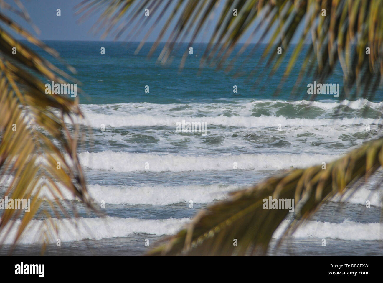 Waves and palms Stock Photo - Alamy