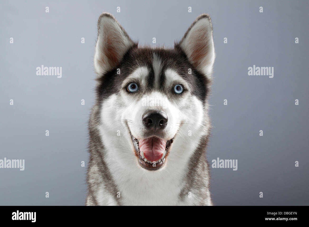 husky with a happy face Stock Photo - Alamy