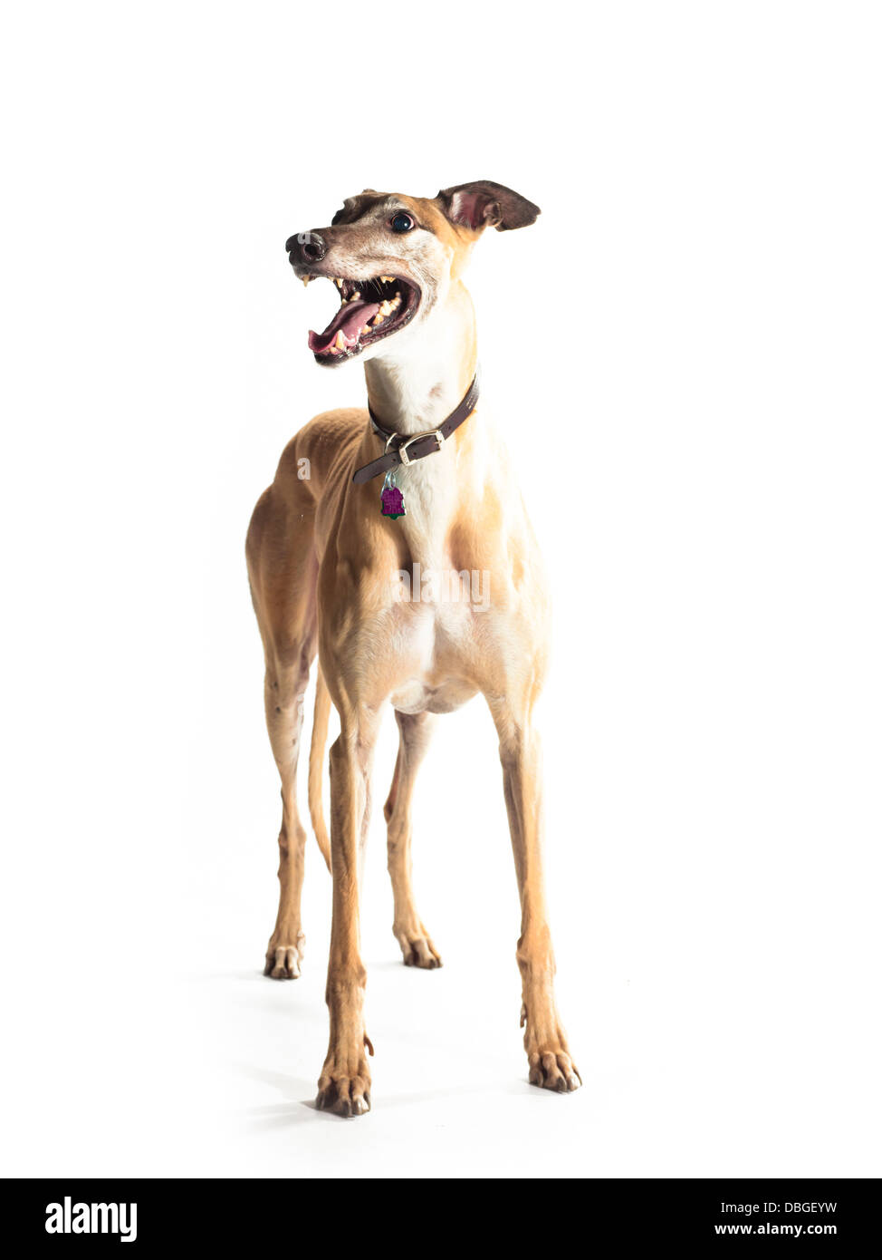 Brown Greyhound Dog