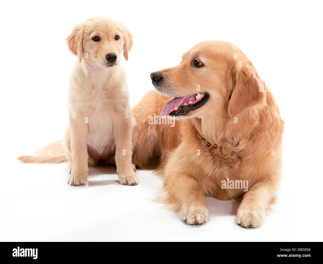 Old pet house Cut Out Stock Images & Pictures - Alamy