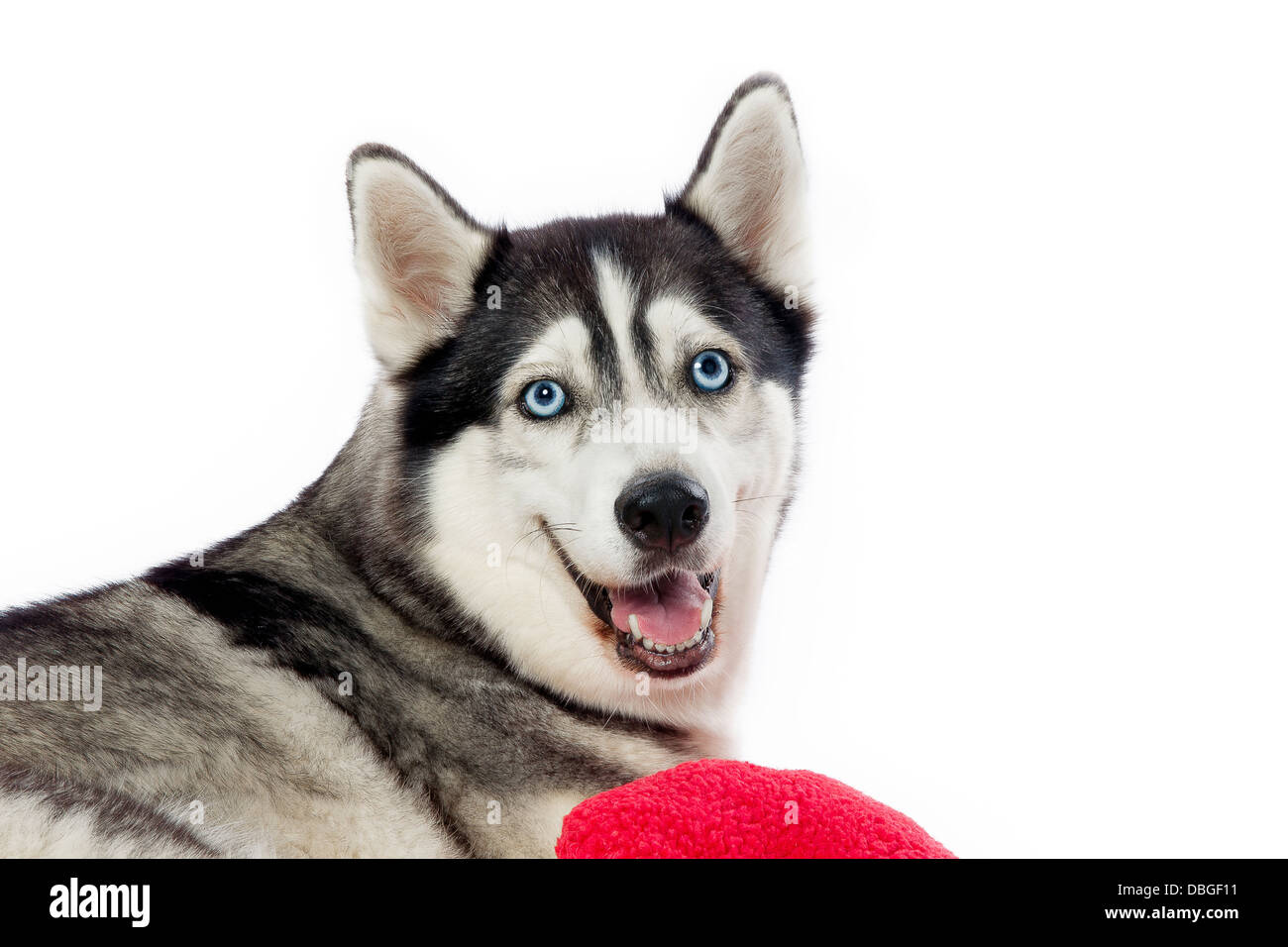 Smiling husky hi-res stock photography and images - Alamy