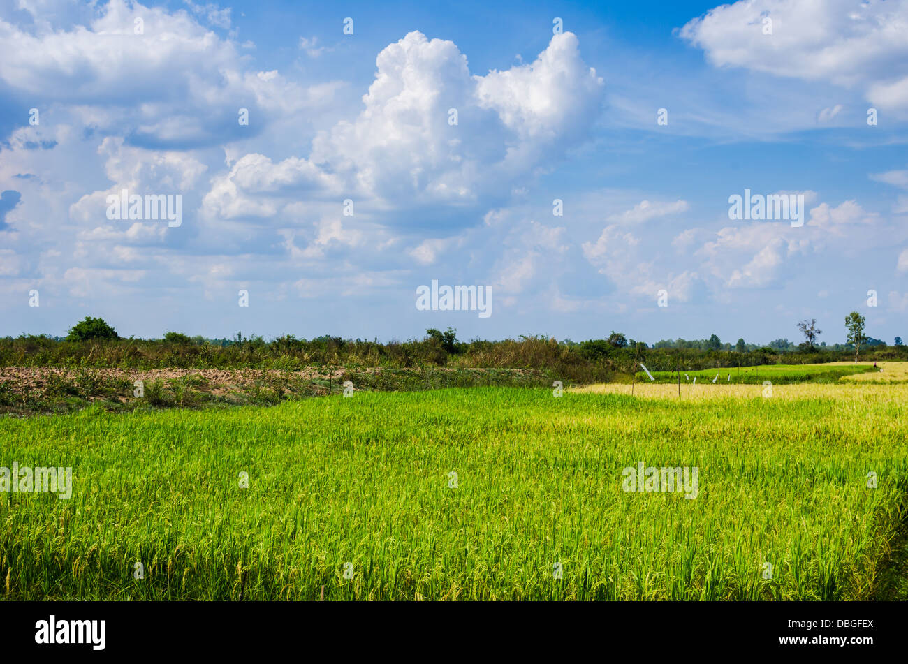 Rice field in Thailand in the agriculture industry concept Stock Photo ...