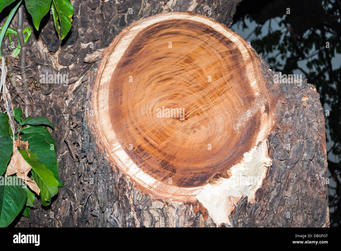 Gnarl of Big Tree Stock Photo - Alamy
