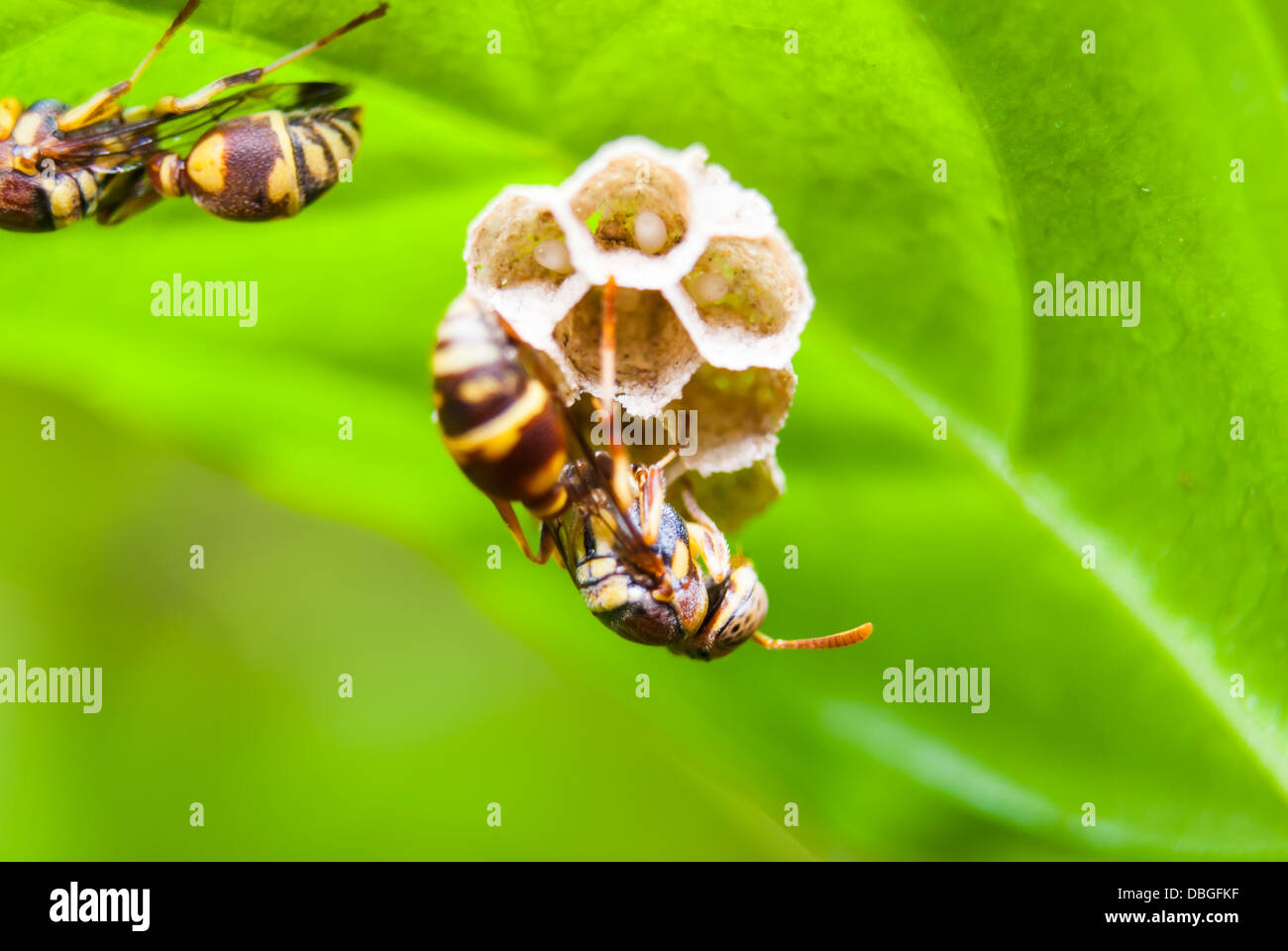 Wasp's Nest on Green Leaf Stock Photo - Alamy