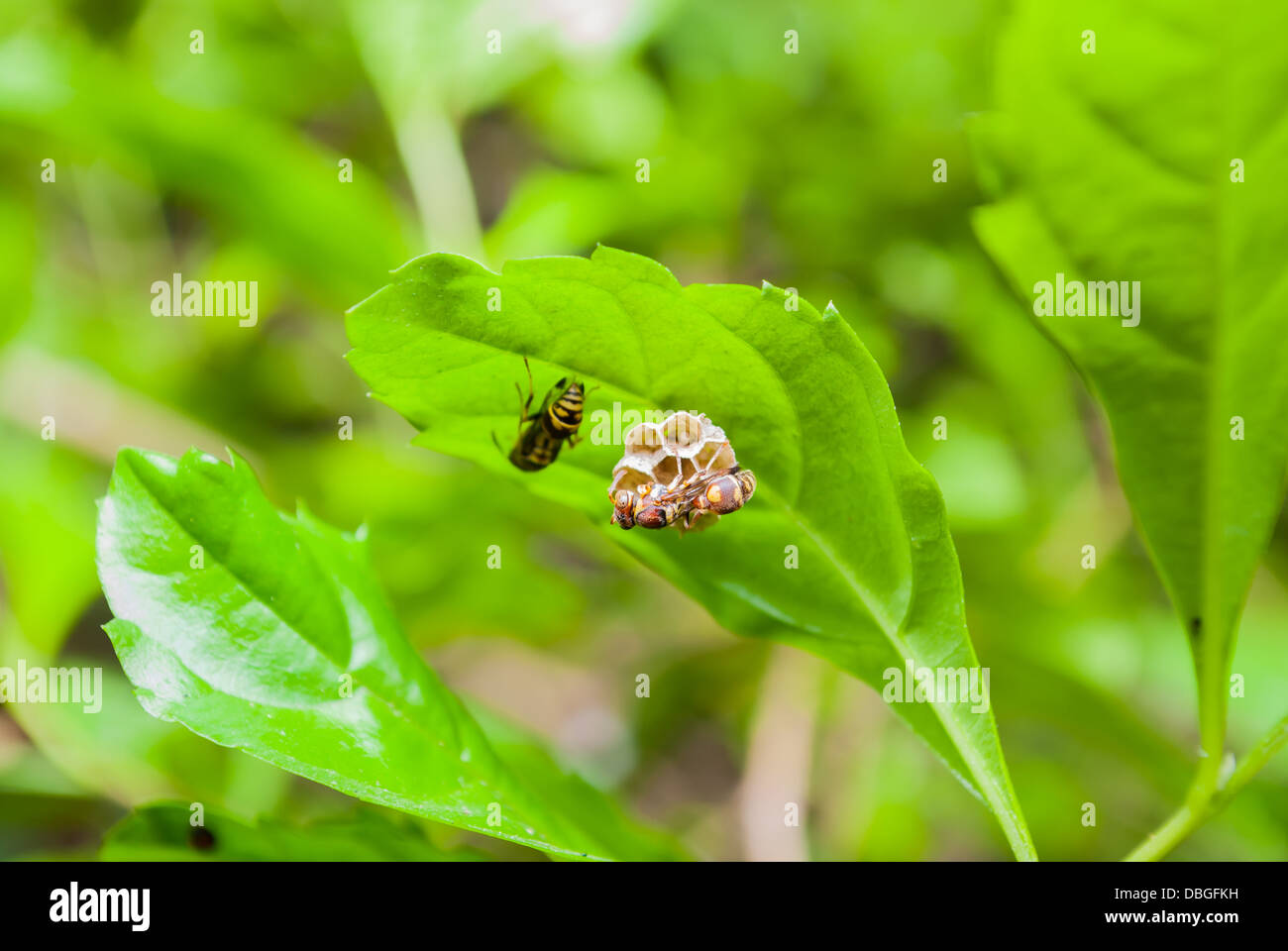 Wasp's Nest on Green Leaf Stock Photo - Alamy