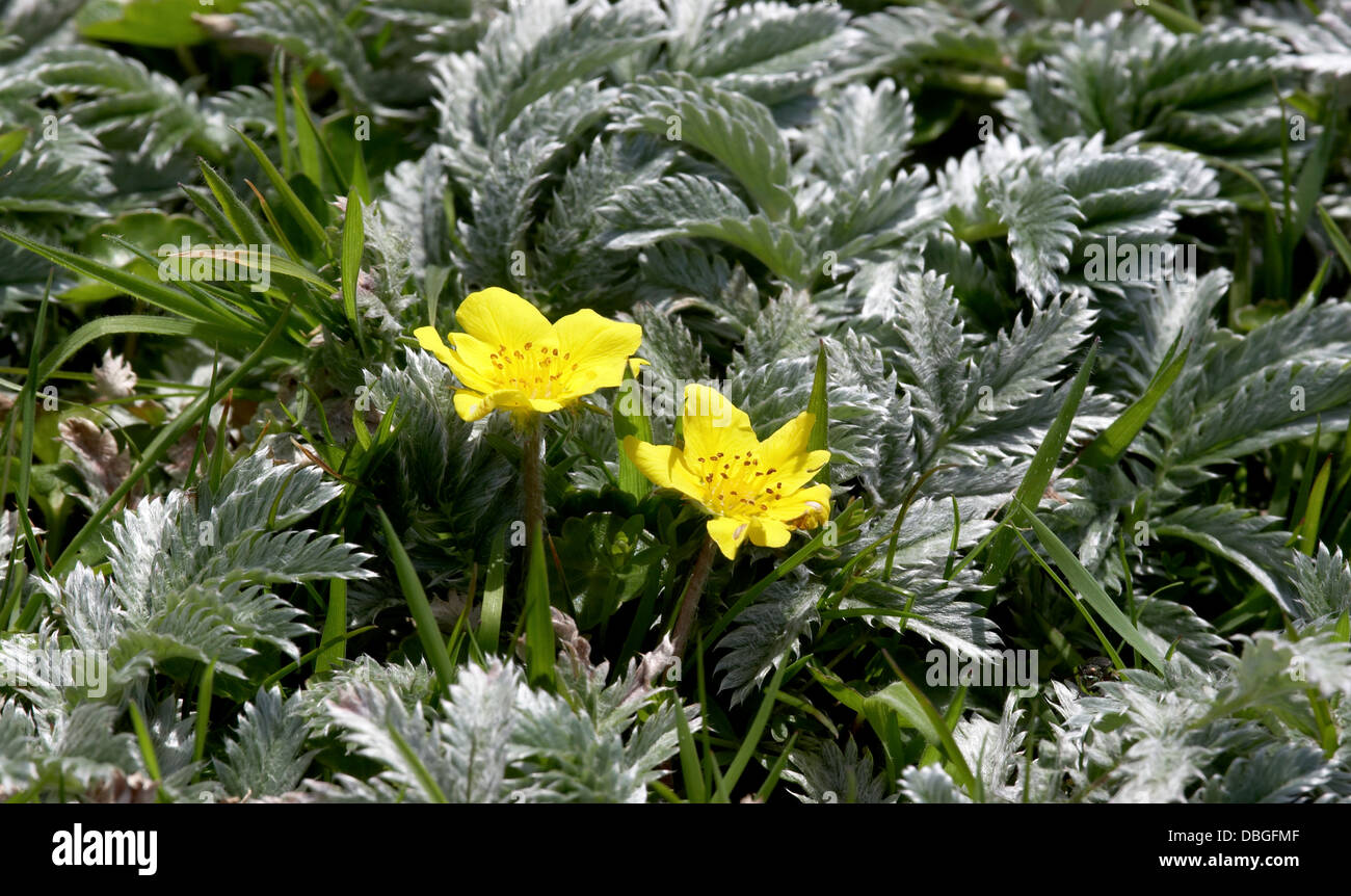 Yellow flower silverweed hi-res stock photography and images - Alamy