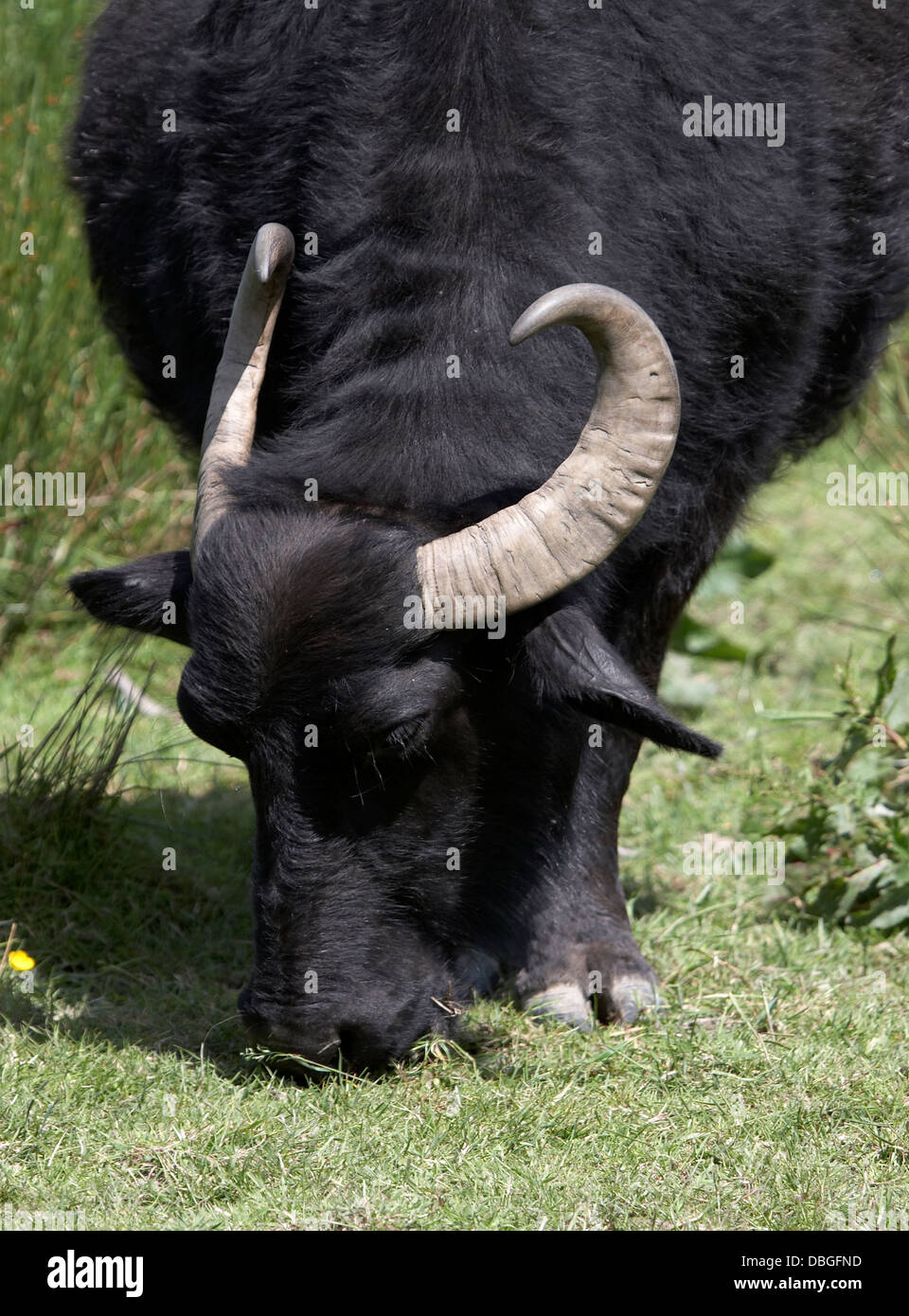 Adult water buffalo hi-res stock photography and images - Alamy