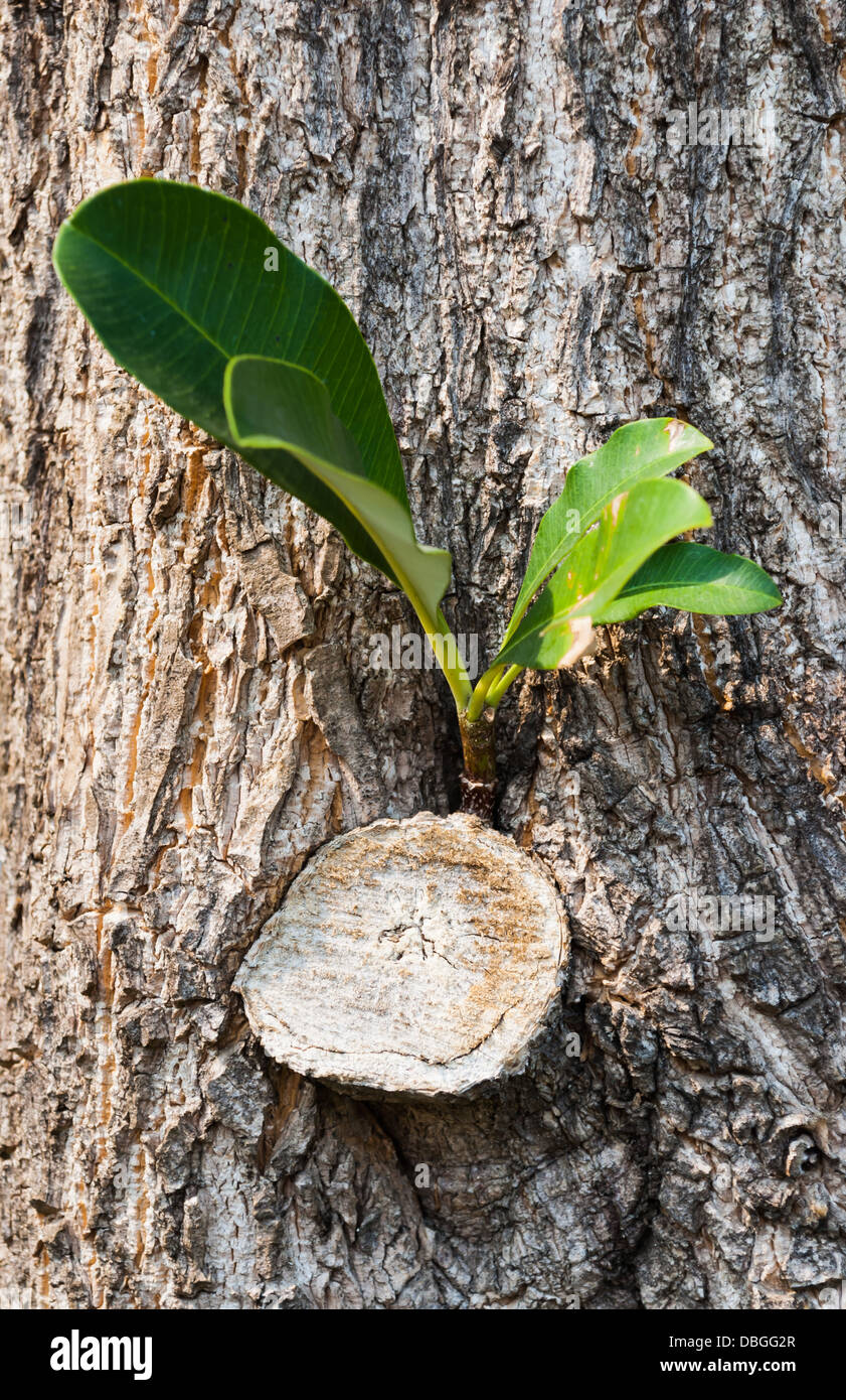Parasitic Plants That Grow On Trees