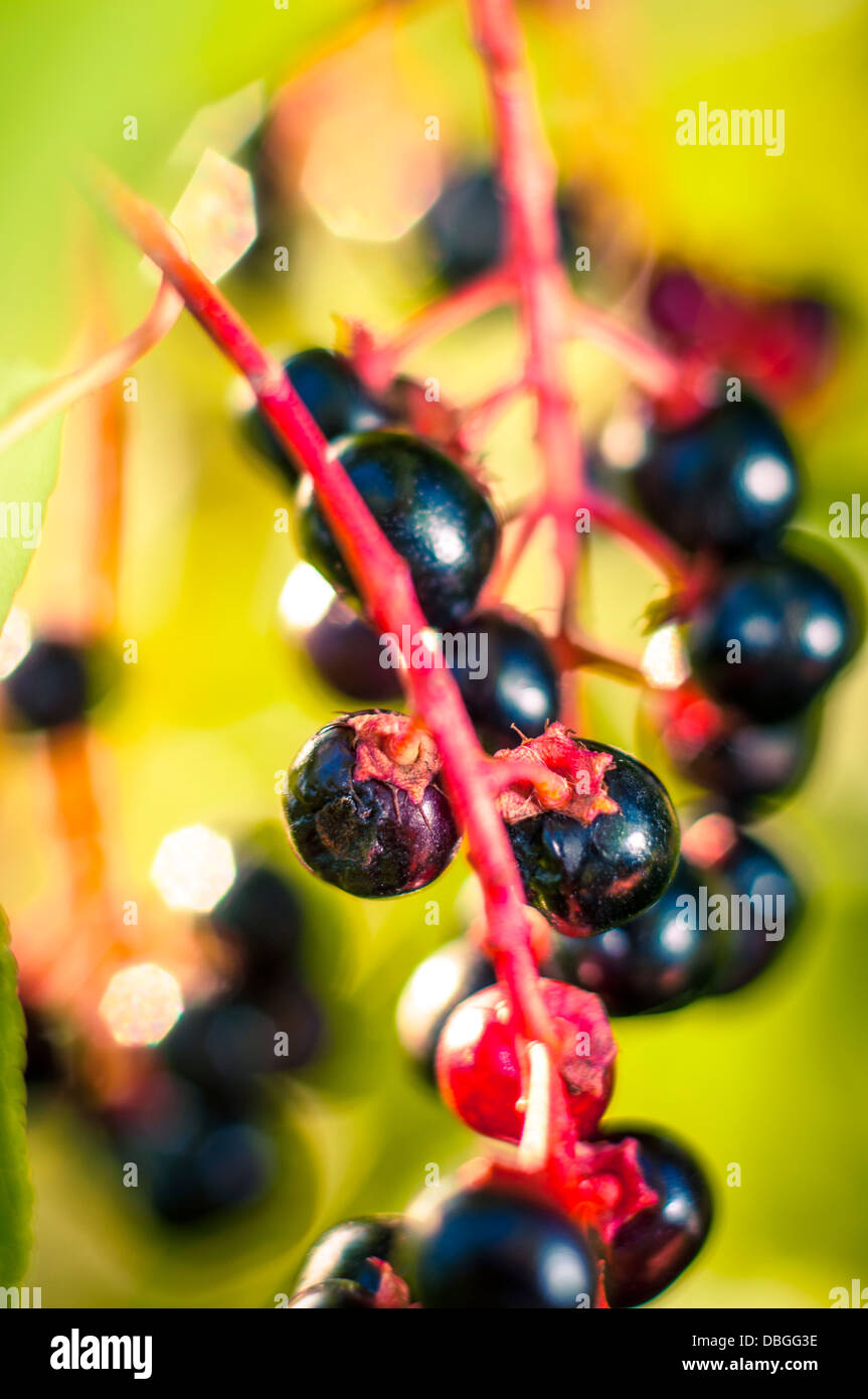 An image of aronia fruits Stock Photo - Alamy