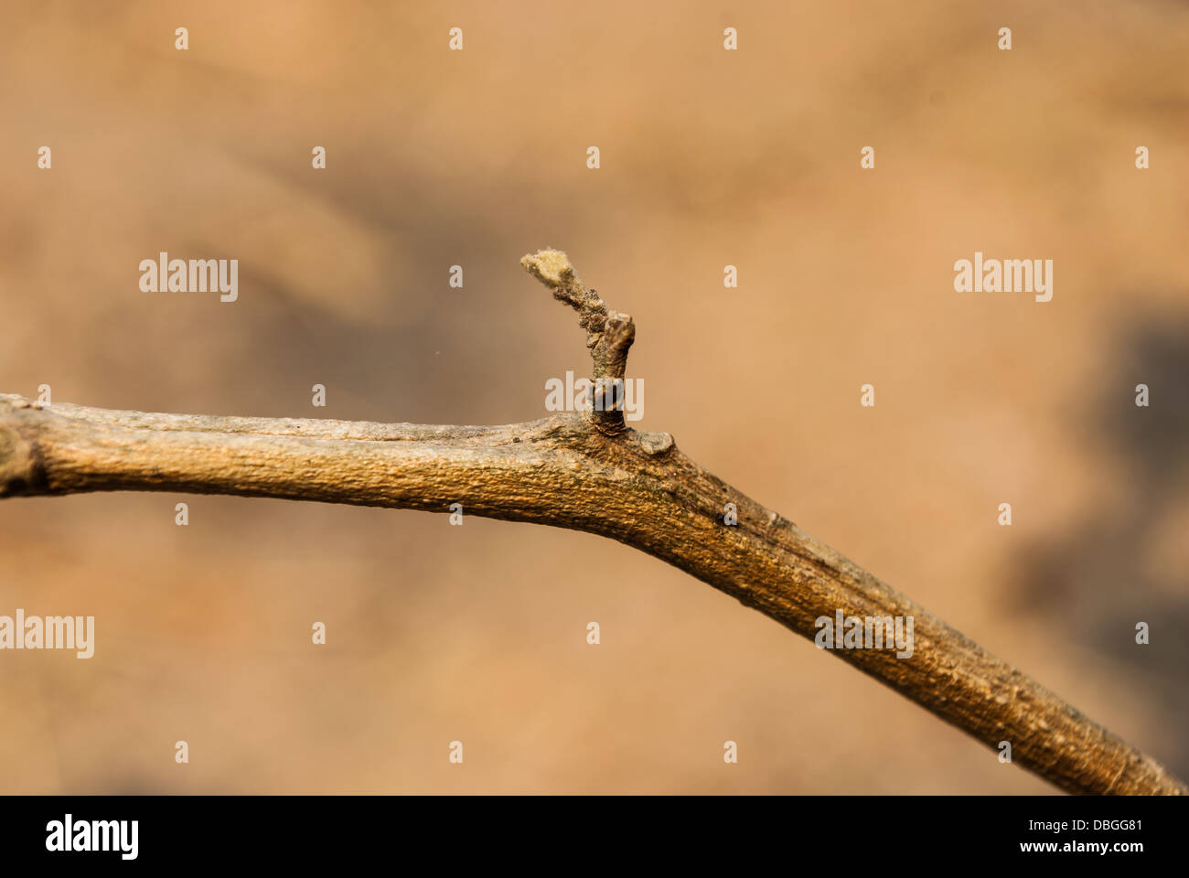 Branching hi-res stock photography and images - Alamy