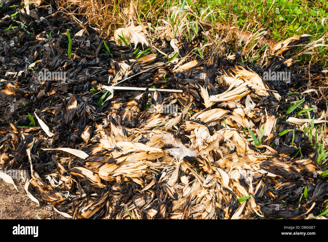 Corn cob field hi-res stock photography and images - Alamy