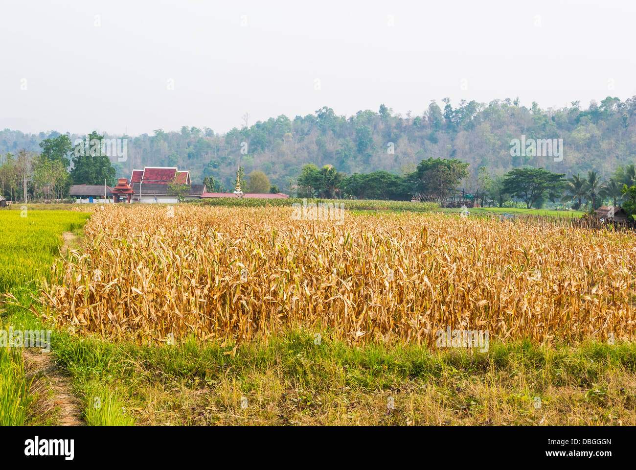 Dried Corn Field with Temple in Countryside Stock Photo - Alamy