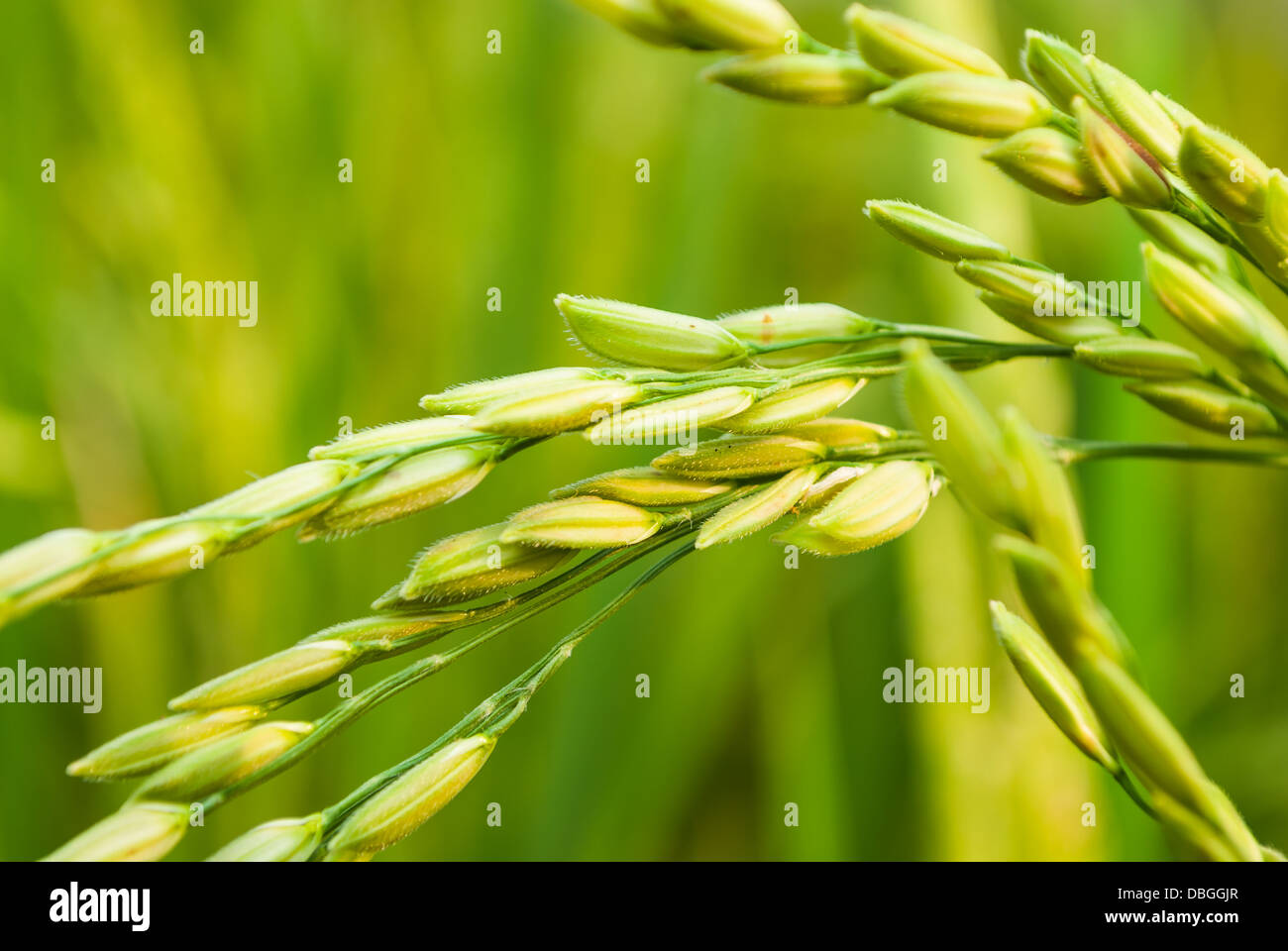 Rice plant up close hi-res stock photography and images - Alamy