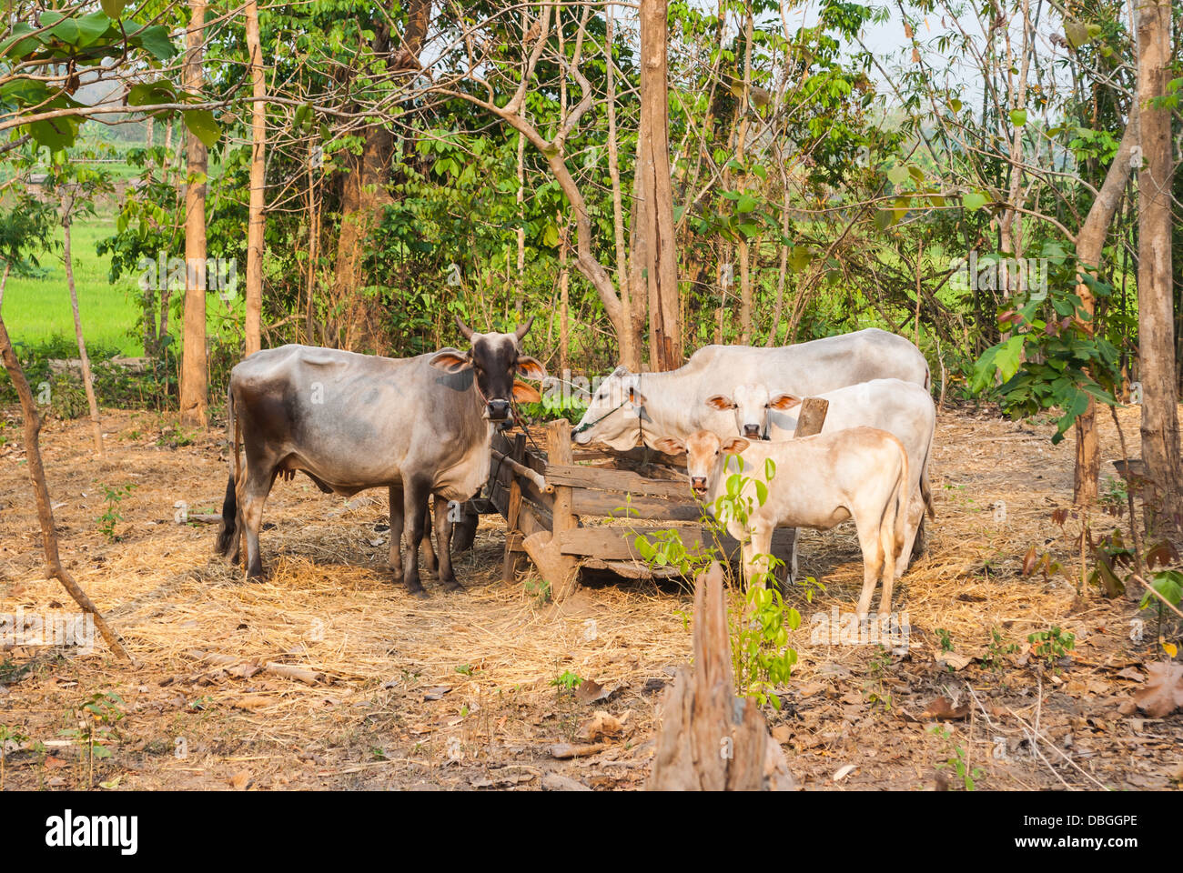 Cow eating in the countryside hi-res stock photography and images - Alamy