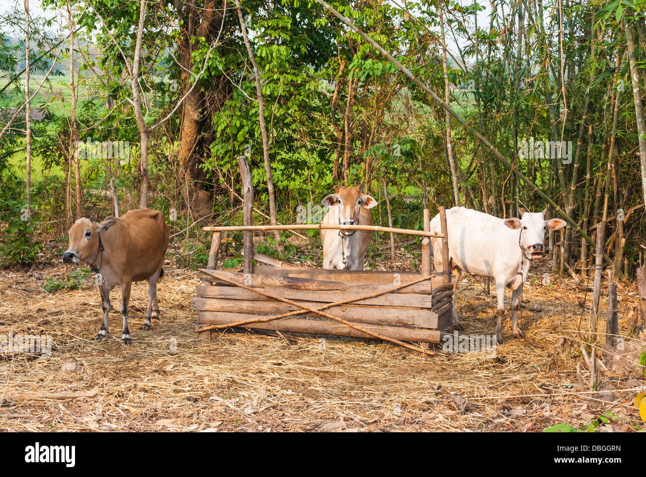 Cow Farm in Countryside with Wood Food Container Stock Photo - Alamy