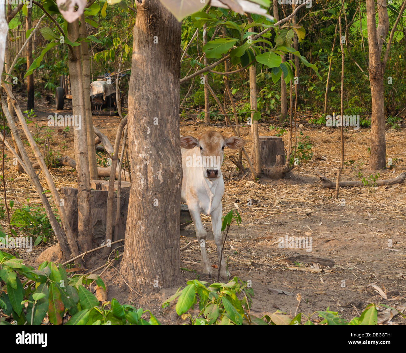 Hide behind tree hi-res stock photography and images - Alamy