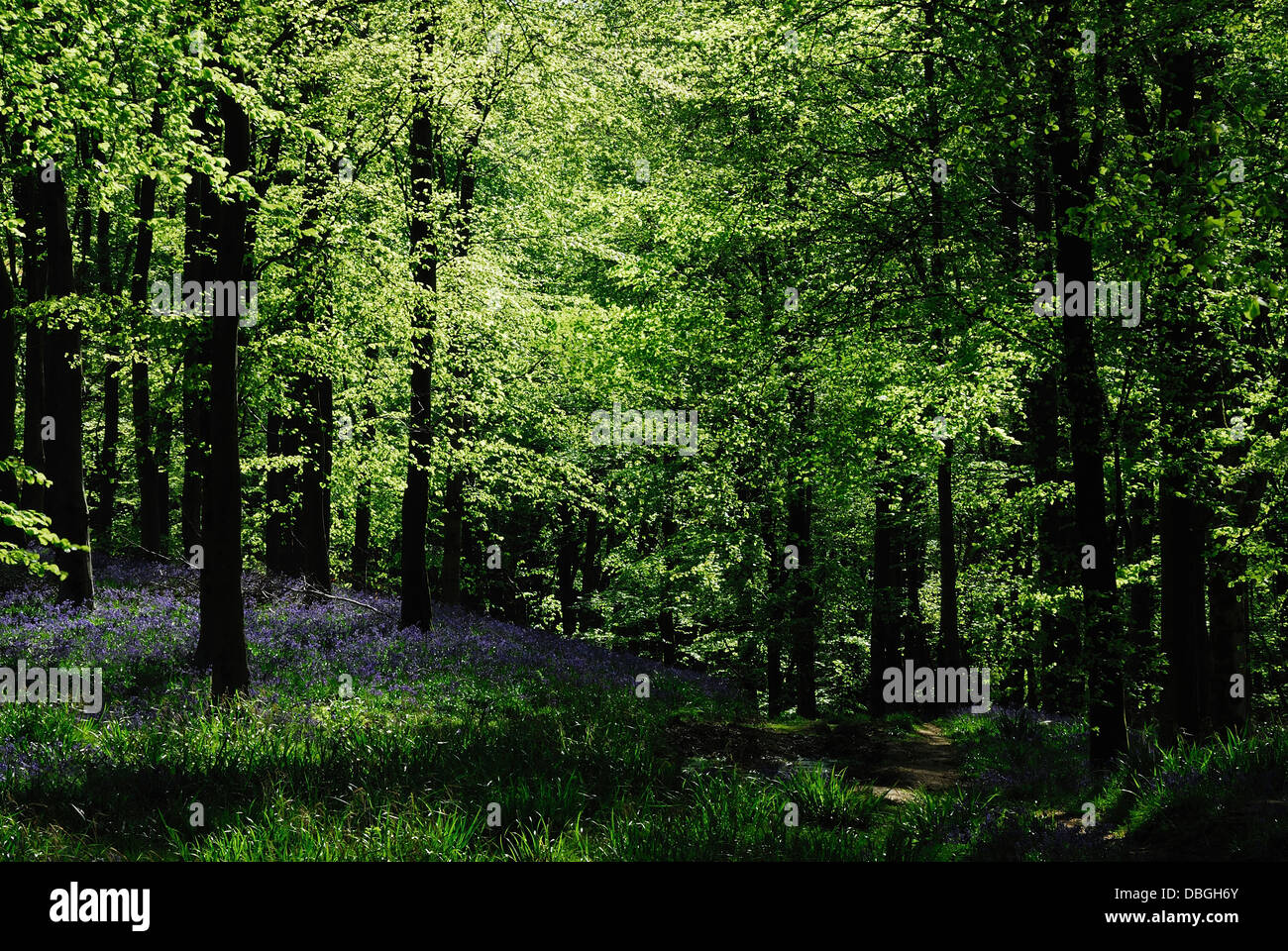 A view of Hooke Park Dorset UK Stock Photo - Alamy