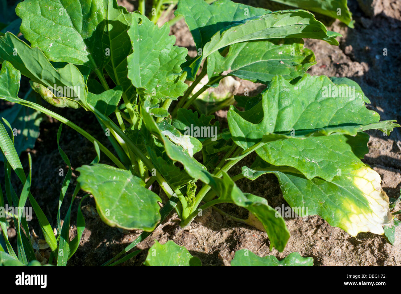 Rapeseed plant hi-res stock photography and images - Alamy