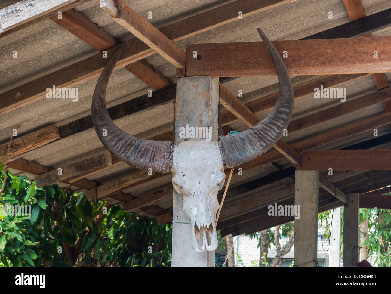 Buffalo Head Skull on Concrete Pillar Stock Photo - Alamy