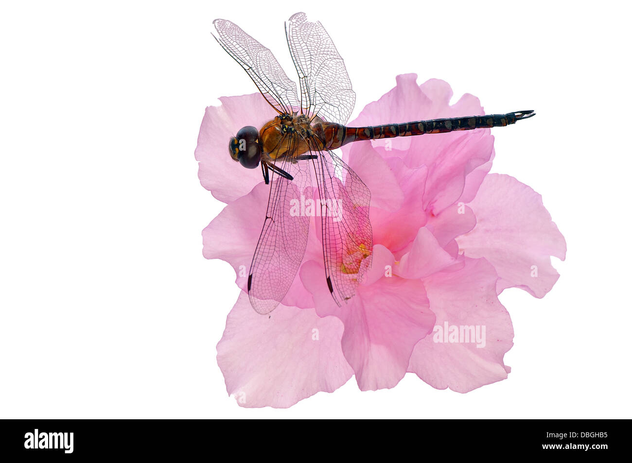 Dragonfly thorax Cut Out Stock Images & Pictures - Alamy
