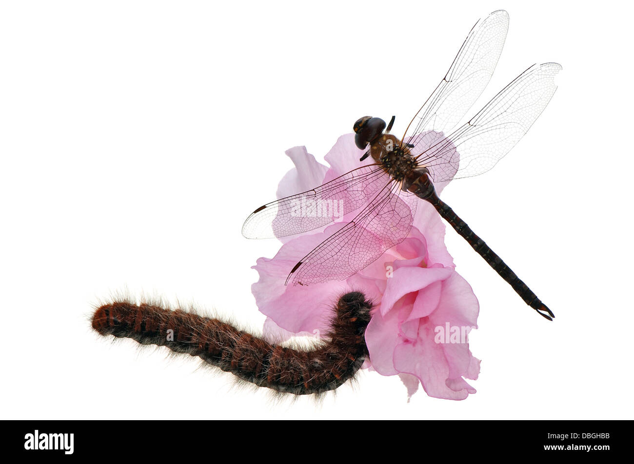 Purple dragonfly insect Cut Out Stock Images & Pictures - Alamy