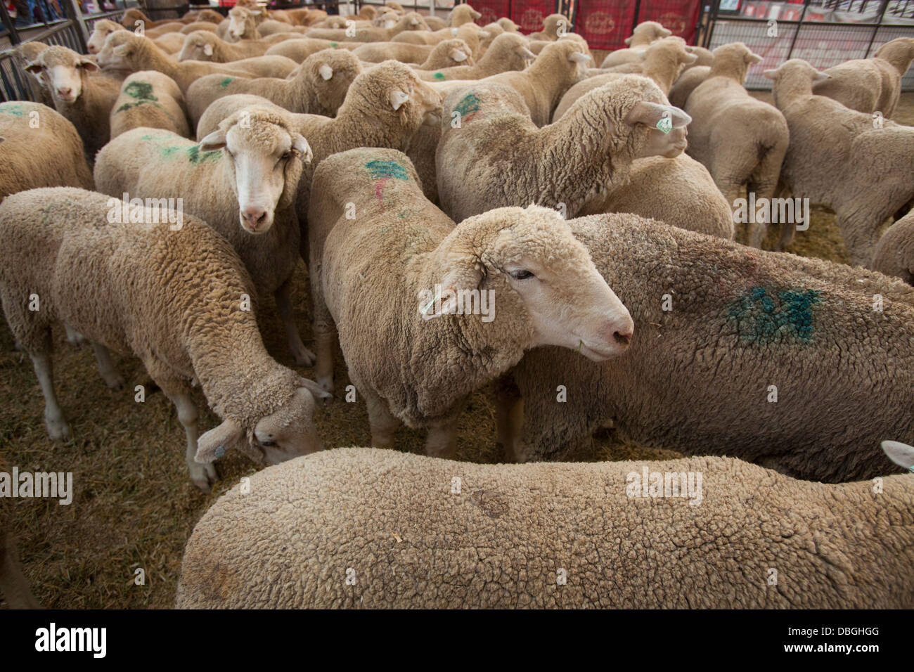 Sheep, California Mid State Fair, Paso Robles, California, United ...