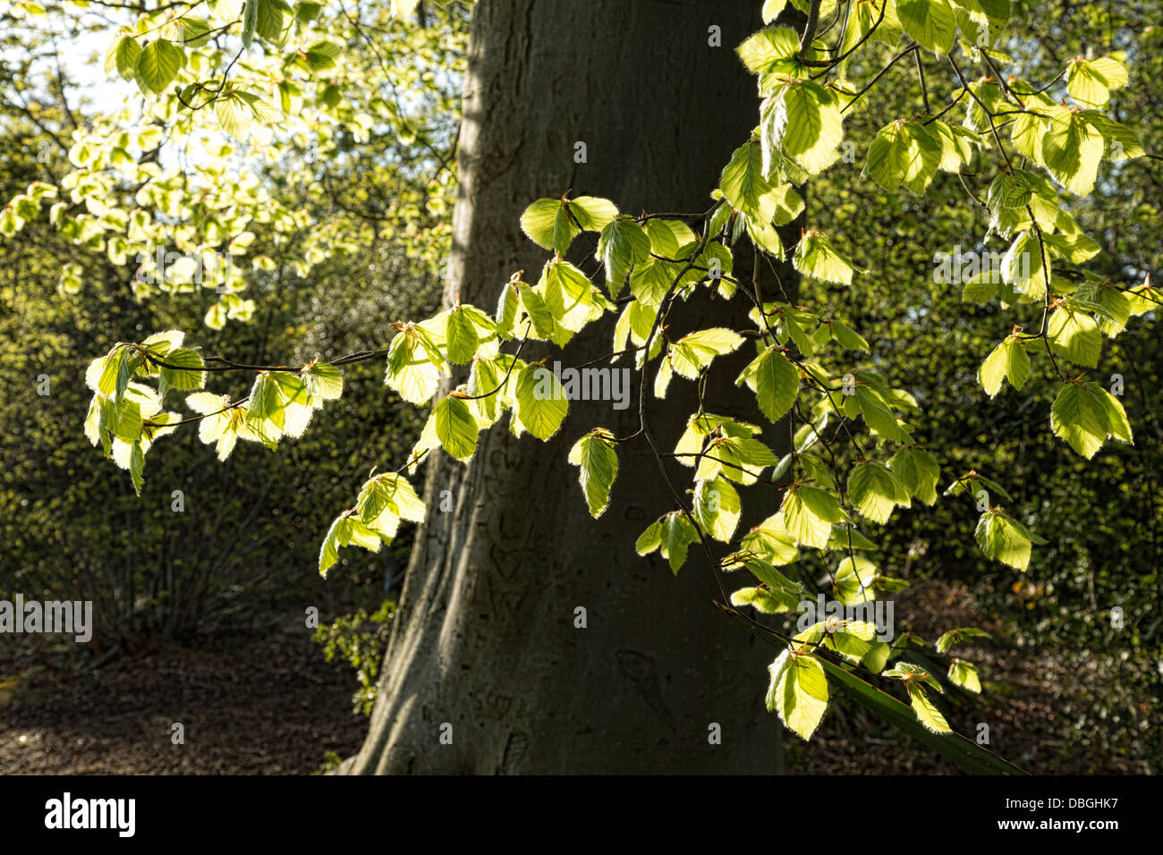 New leaves on a beech tree in early spring Stock Photo - Alamy