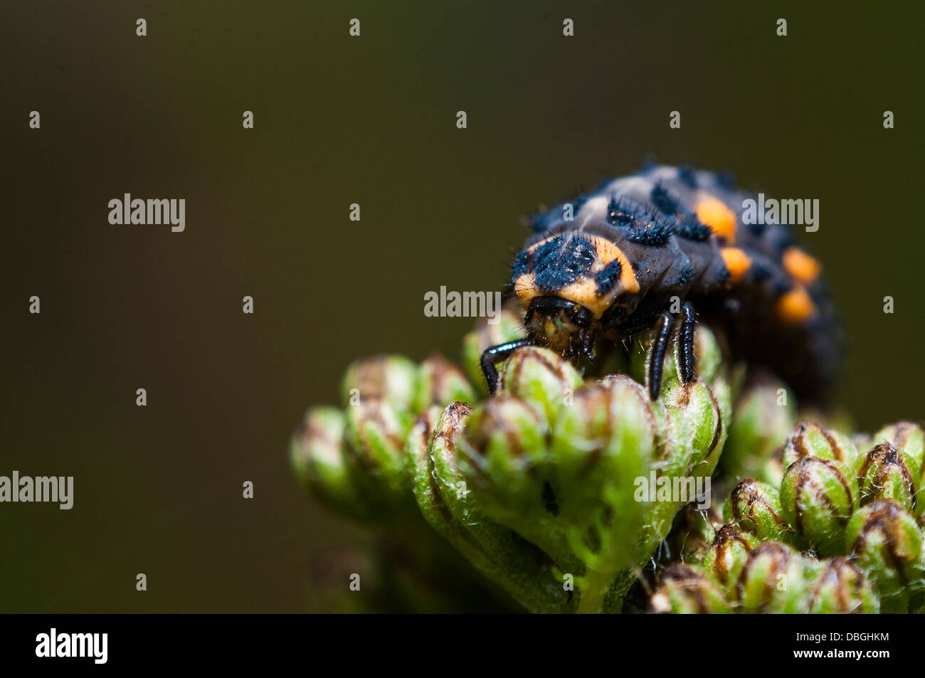 An image of macro of a bug Stock Photo - Alamy