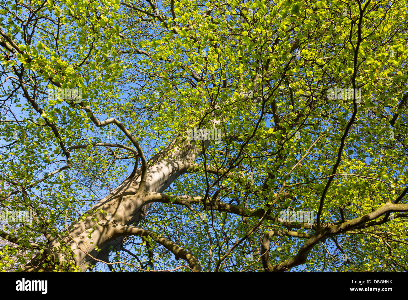 New leaves on a beech tree in early spring against a blue sky Stock ...