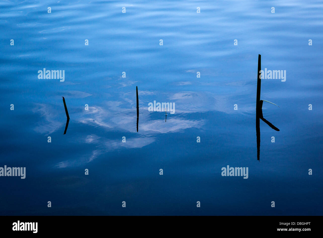 Reeds reflecting in river hi-res stock photography and images - Alamy