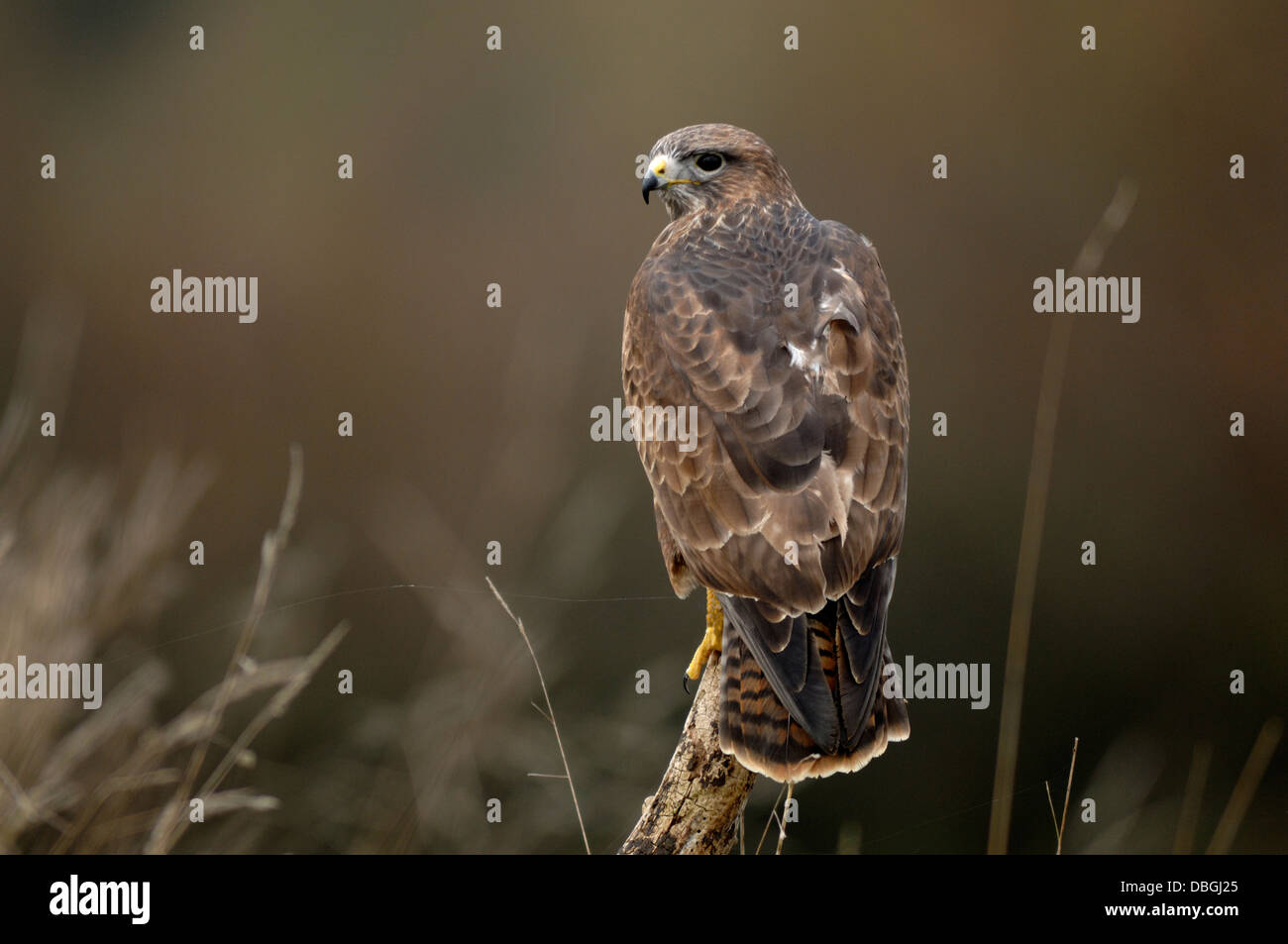 Buzzard Sitting Stock Photos & Buzzard Sitting Stock Images - Alamy