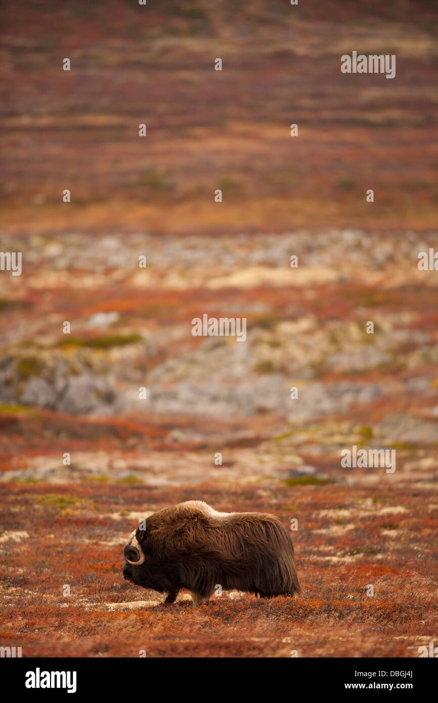 Musk Ox bull, Ovibos moschatus, and fall colors in Dovrefjell National ...
