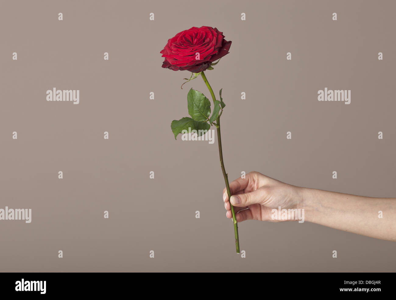 Hand holding red rose Stock Photo - Alamy