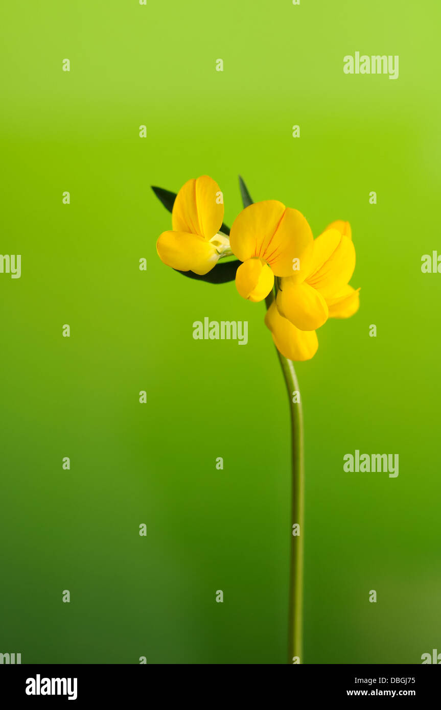 Birdfoot deervetch, Lotus corniculatus, portrait of yellow flowers with ...