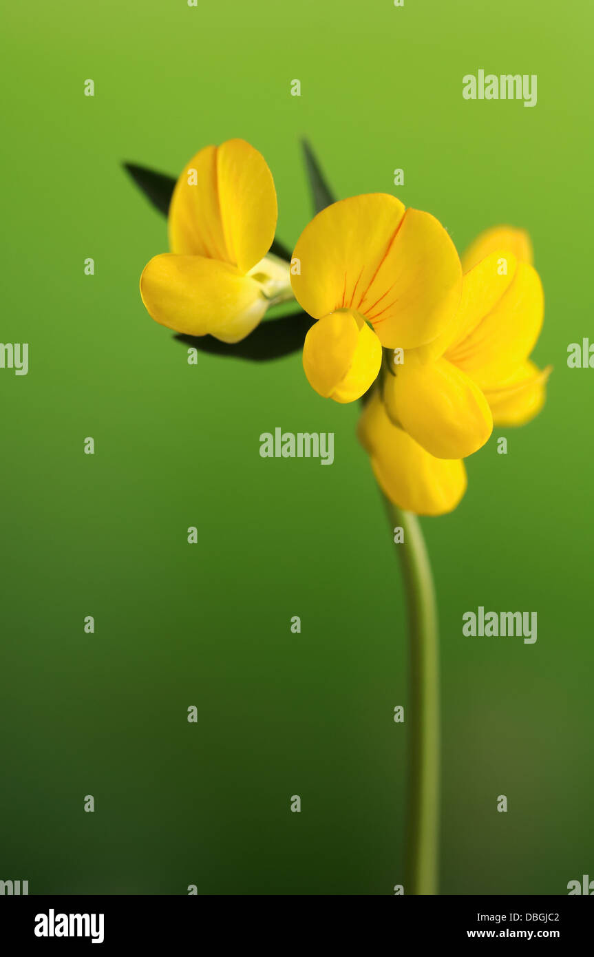 Birdfoot deervetch, Lotus corniculatus, portrait of yellow flowers with ...