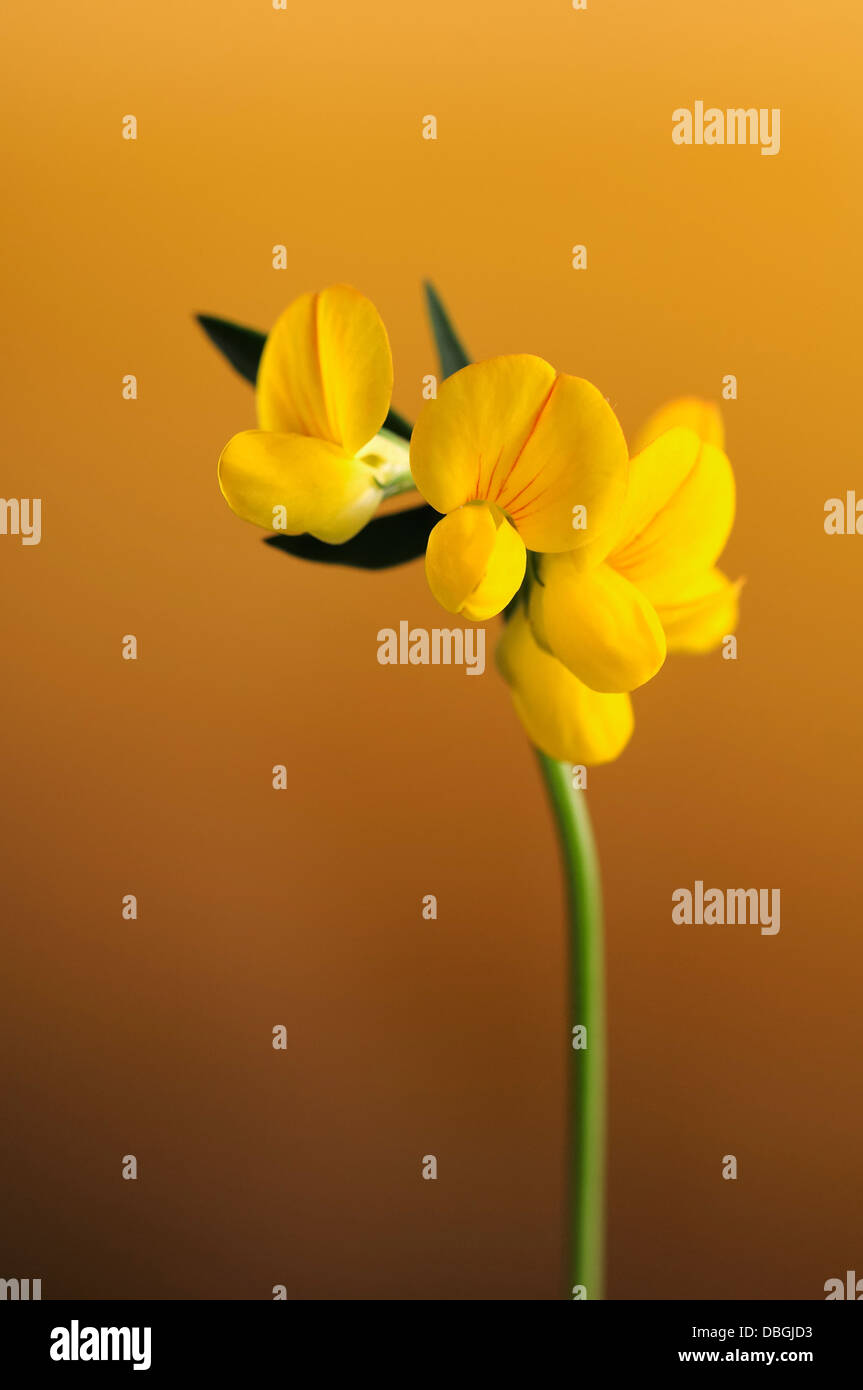 Birdfoot deervetch, Lotus corniculatus, portrait of yellow flowers with ...