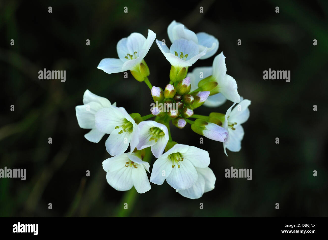 Lady's smock or cuckoo flower Stock Photo - Alamy
