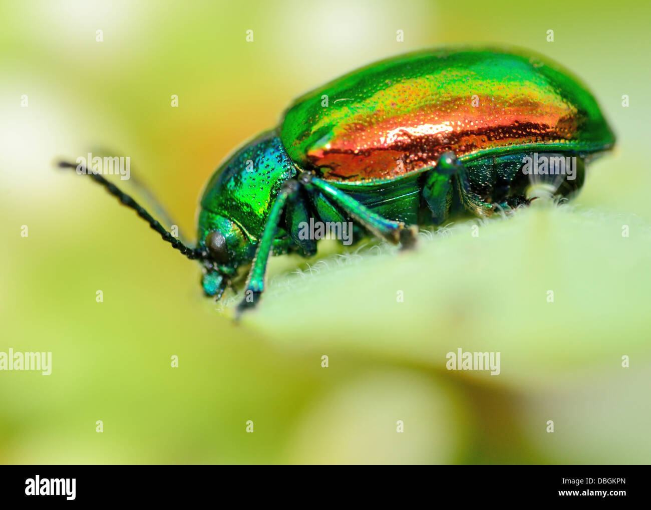 Dogbane Leaf Beetle Underside