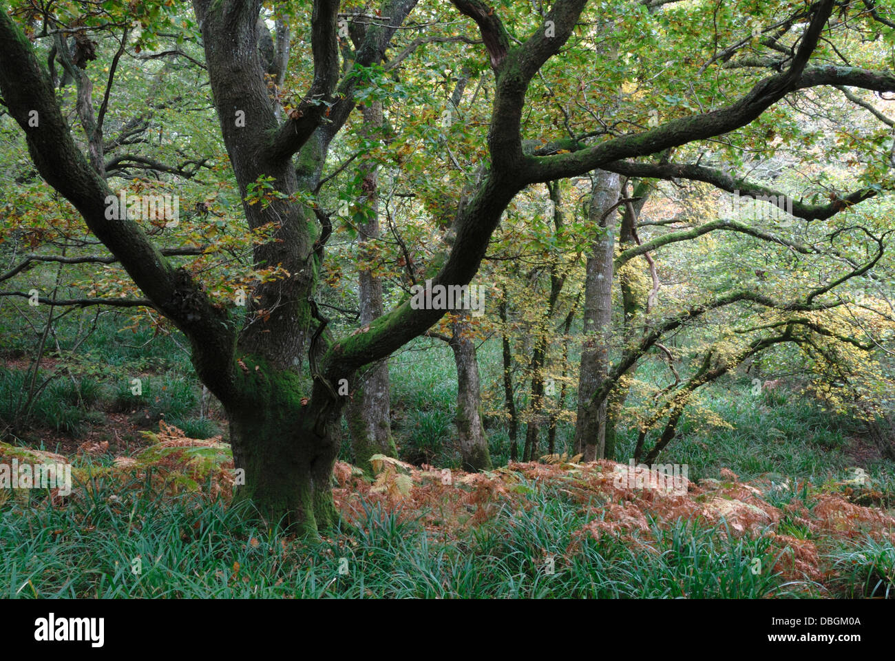 Dorset powerstock forest hi-res stock photography and images - Alamy