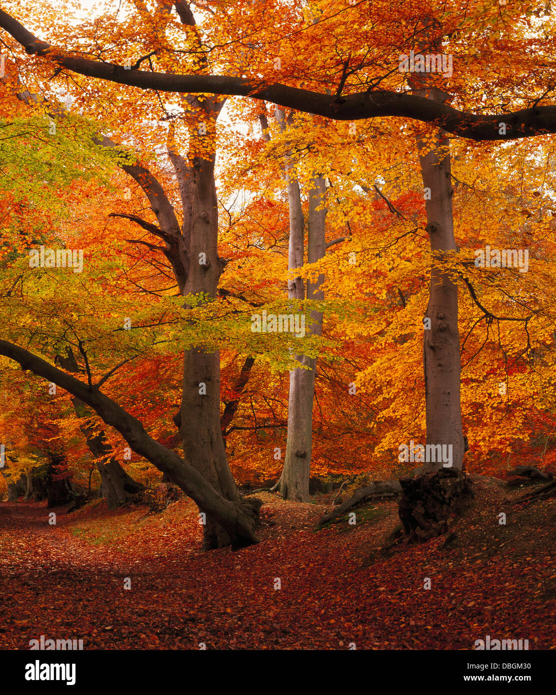 Beechwood trees in autumn, Hertfordshire, England, UK Stock Photo - Alamy