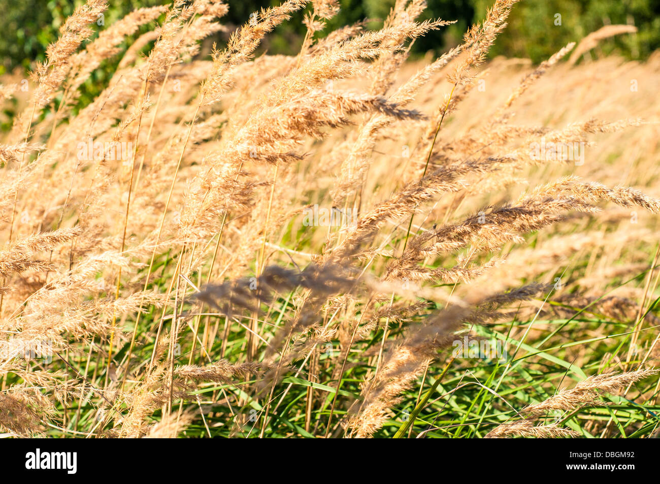 An image of dried grass Stock Photo - Alamy