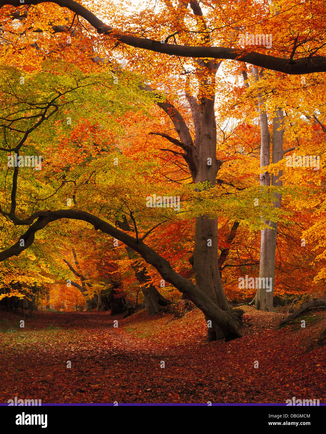 Beechwood trees in autumn, Hertfordshire, England, UK Stock Photo - Alamy